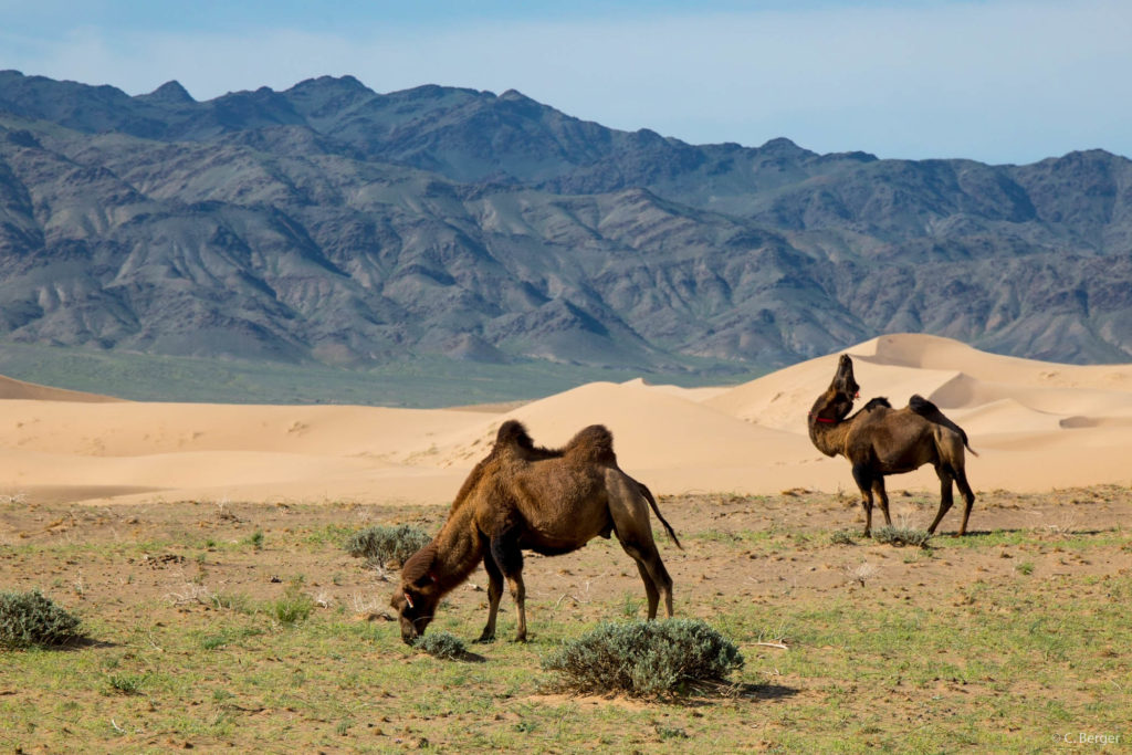 Wüste Gobi - HeadWest